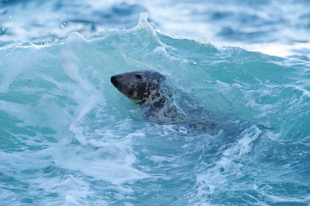 Discovery: Behavioural Ecology – Sea Mammal Research Unit